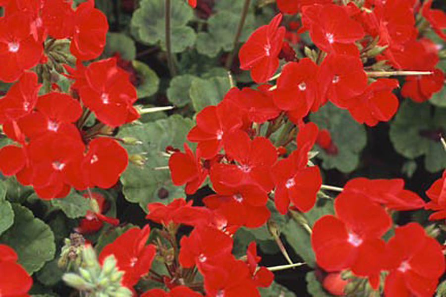 Gardening tips for Autumn | Audley Villages