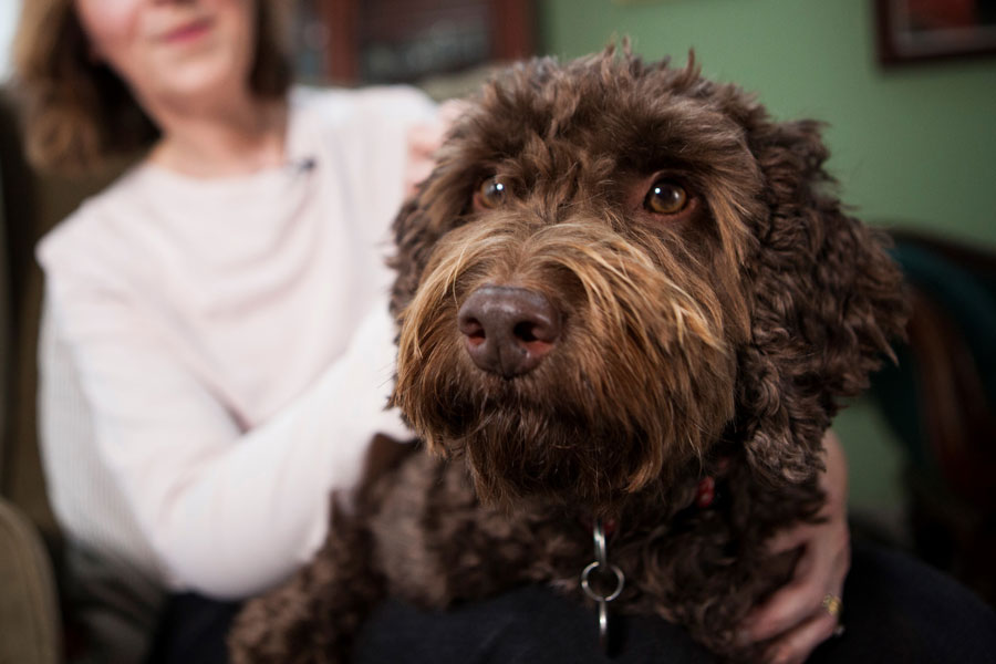 How therapy dogs are making our lives better | Audley Villages