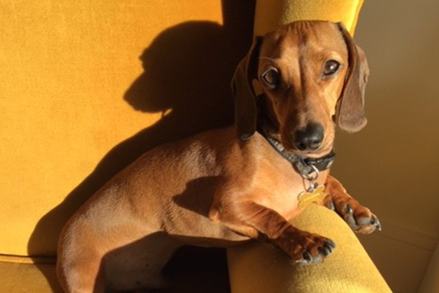 Celebrating National Pet Month | Audley Villages