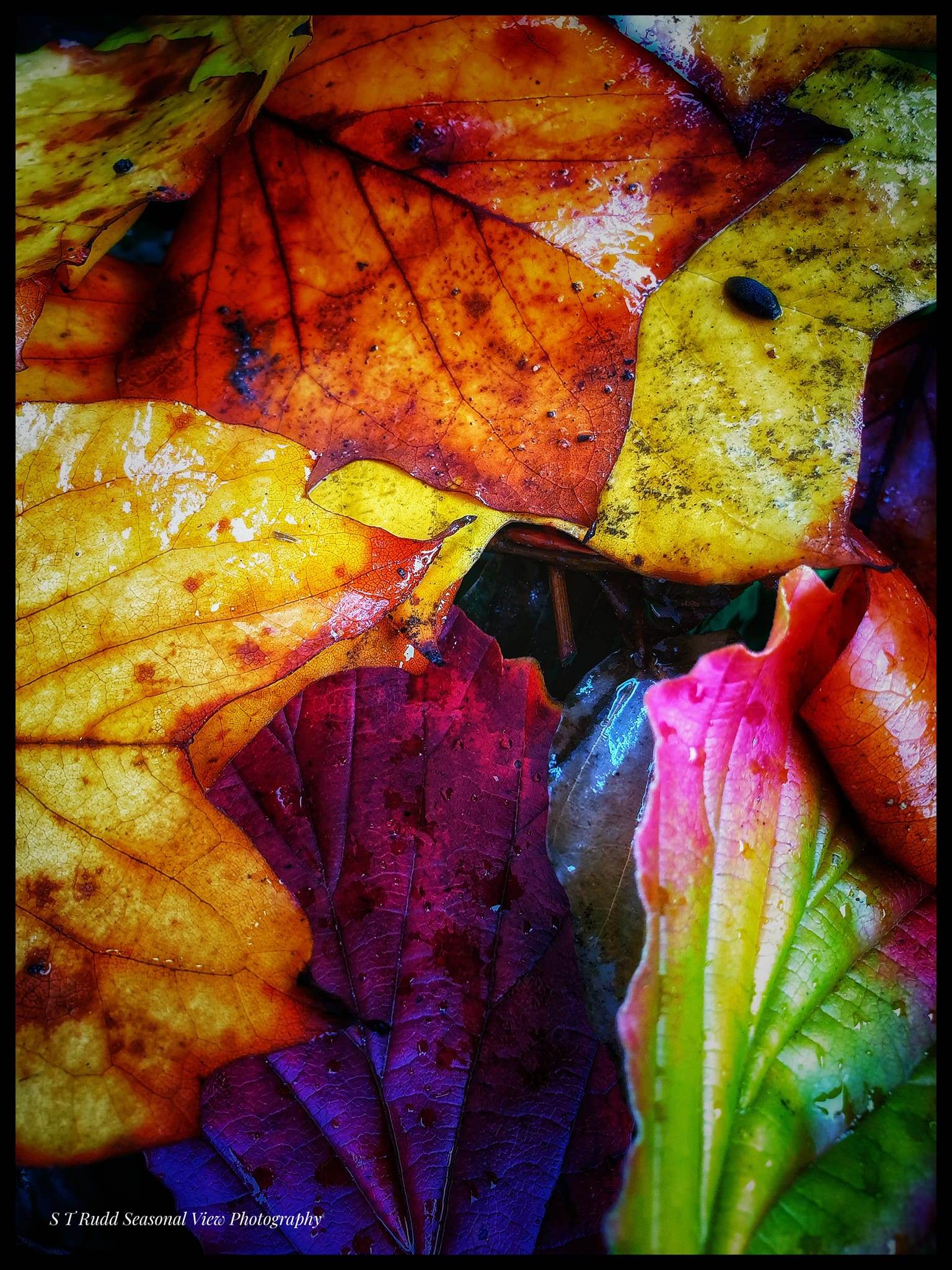 Autumn at Audley | Audley Villages