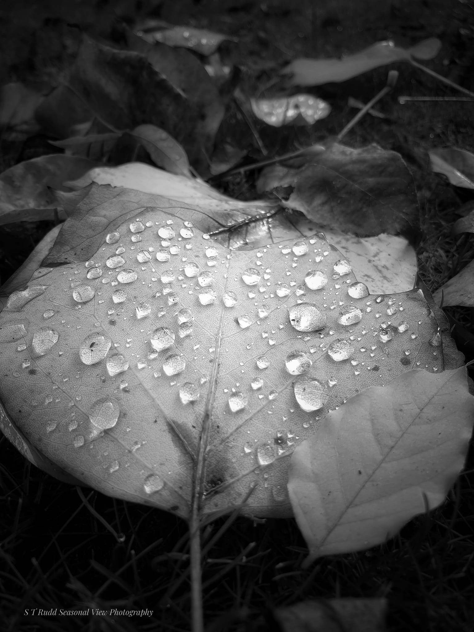 Autumn at Audley | Audley Villages
