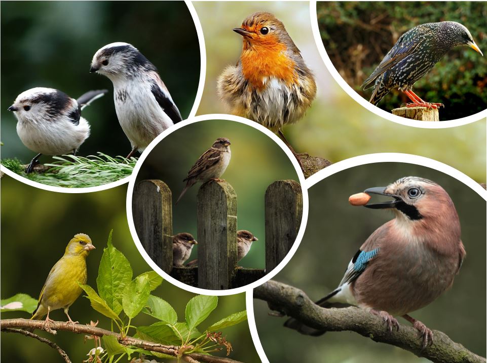 An introduction to birdwatching | Audley Villages